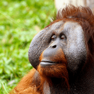 5 faits étonnants sur les grands singes - Fondation pour la Nature et l ...