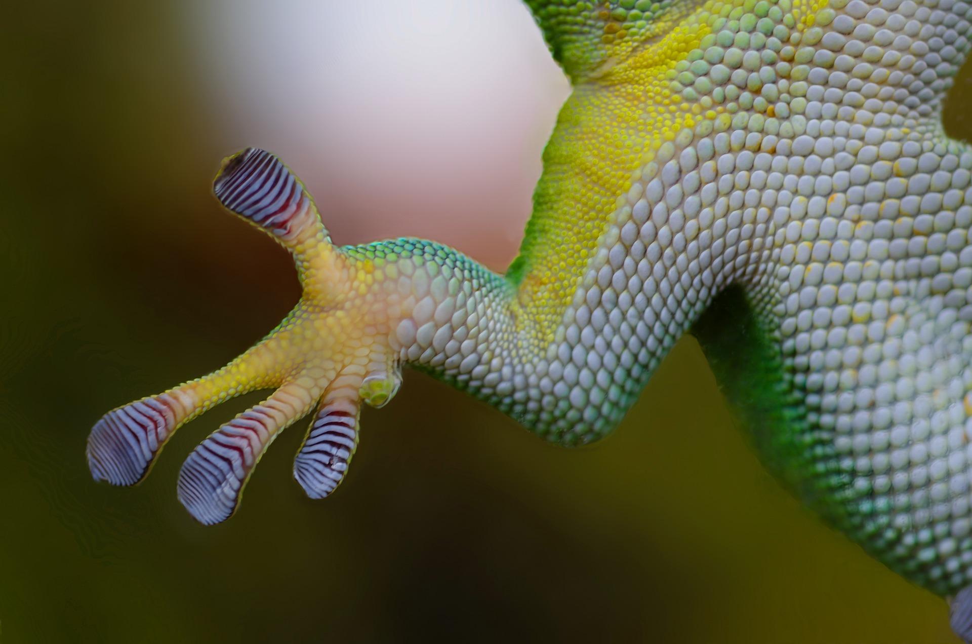 Biomimetisme : quand la science imite la nature - Fondation pour la ... Biomimetisme : quand la science imite la nature - Fondation pour la ...