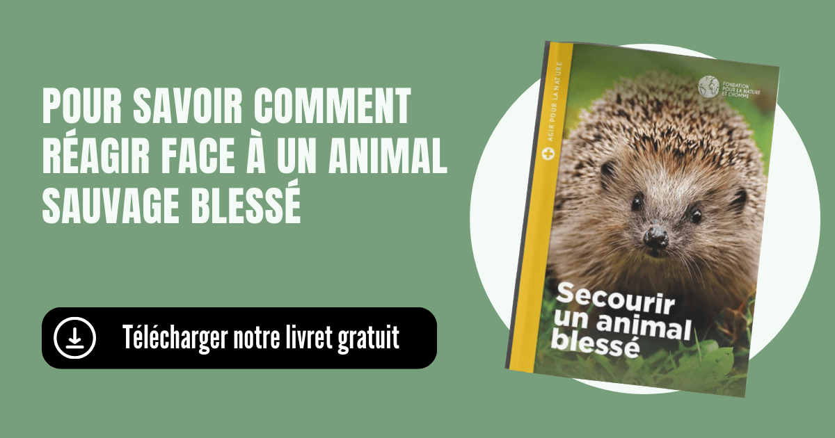 Que faire face à un animal sauvage blessé