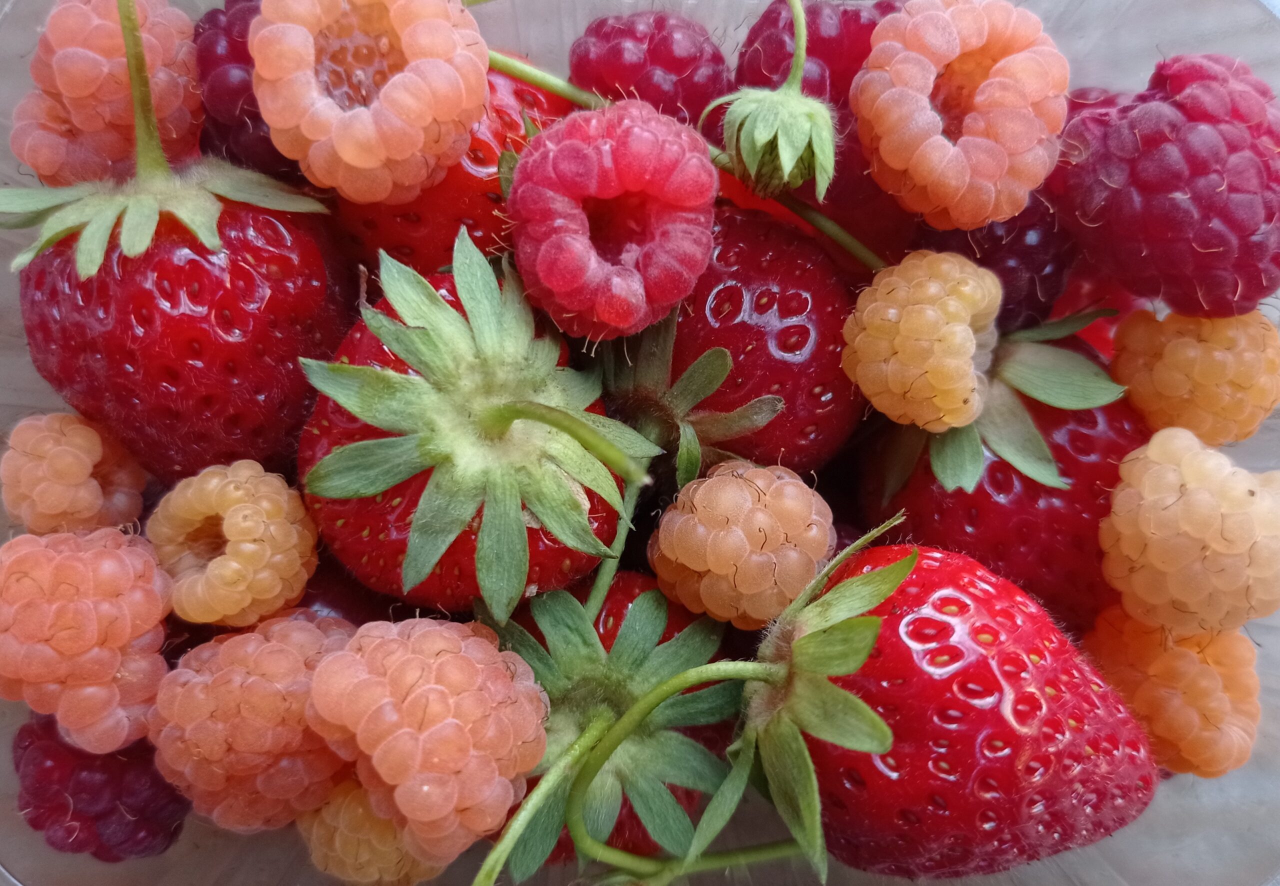 Une forêt-jardin de fruits rouges en pleine ville - FNH